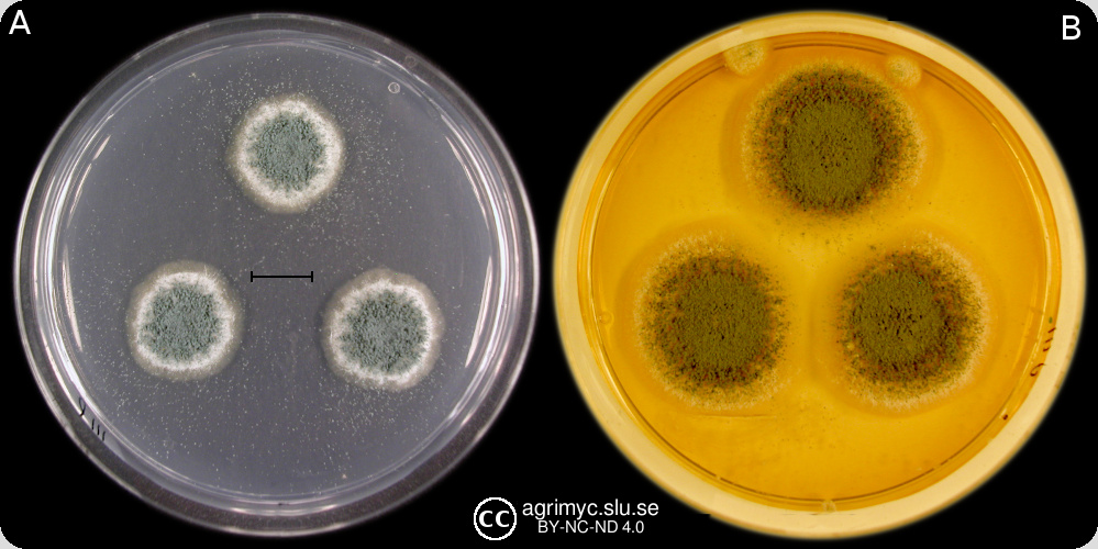 aspergillus clavatus complex